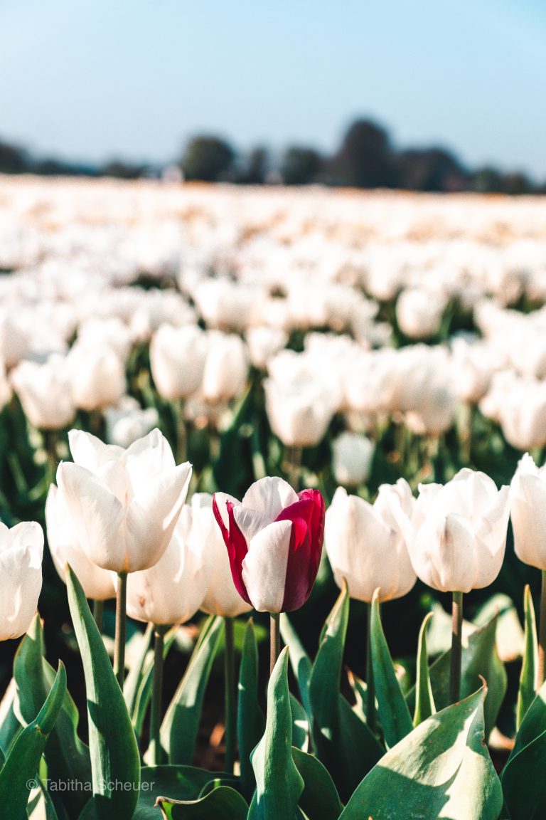 Tulip Fields in Germany: a Day Trip From Cologne - tabithaschr