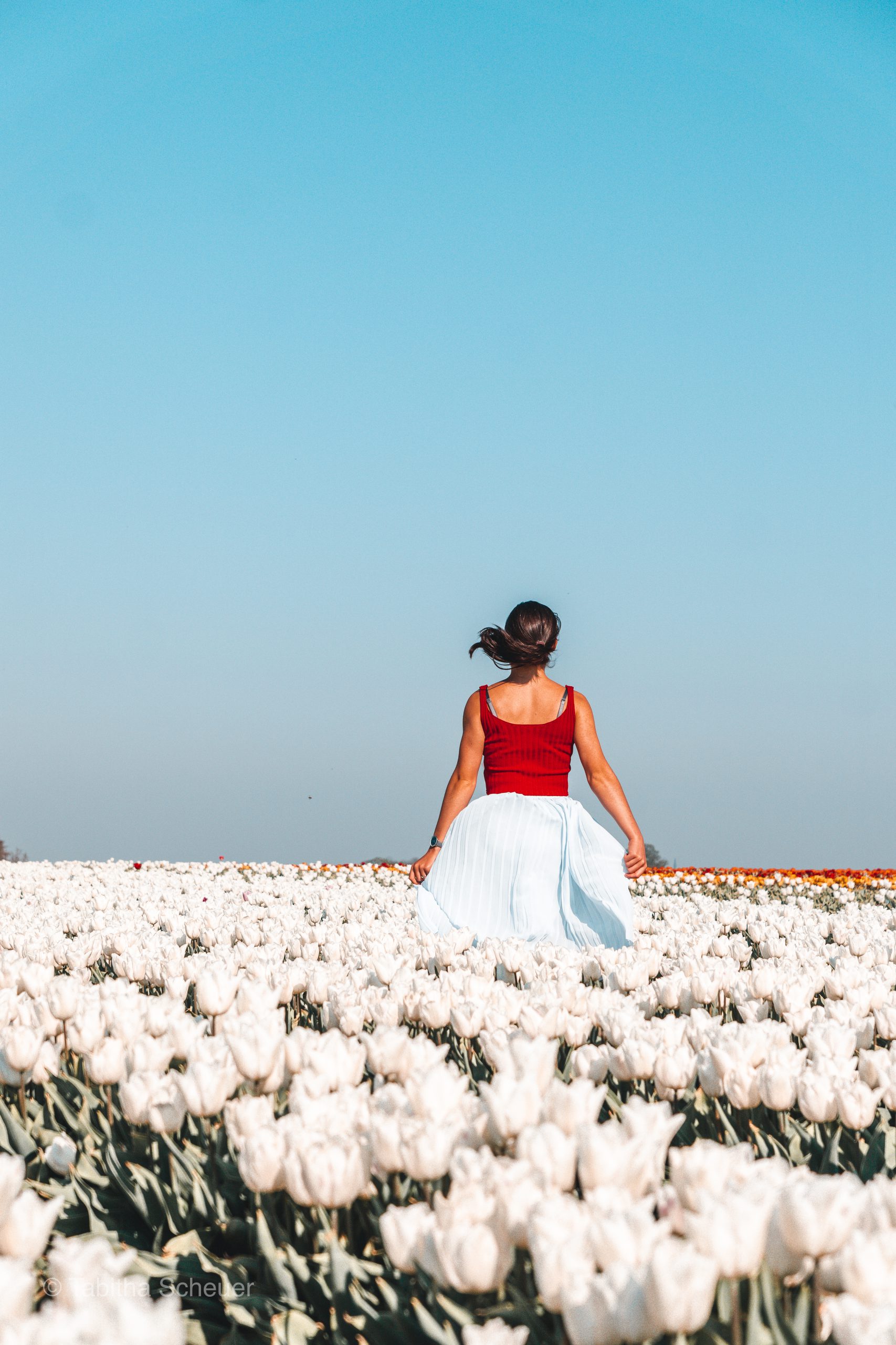 Tulip Fields in Germany: a Day Trip From Cologne - tabithaschr