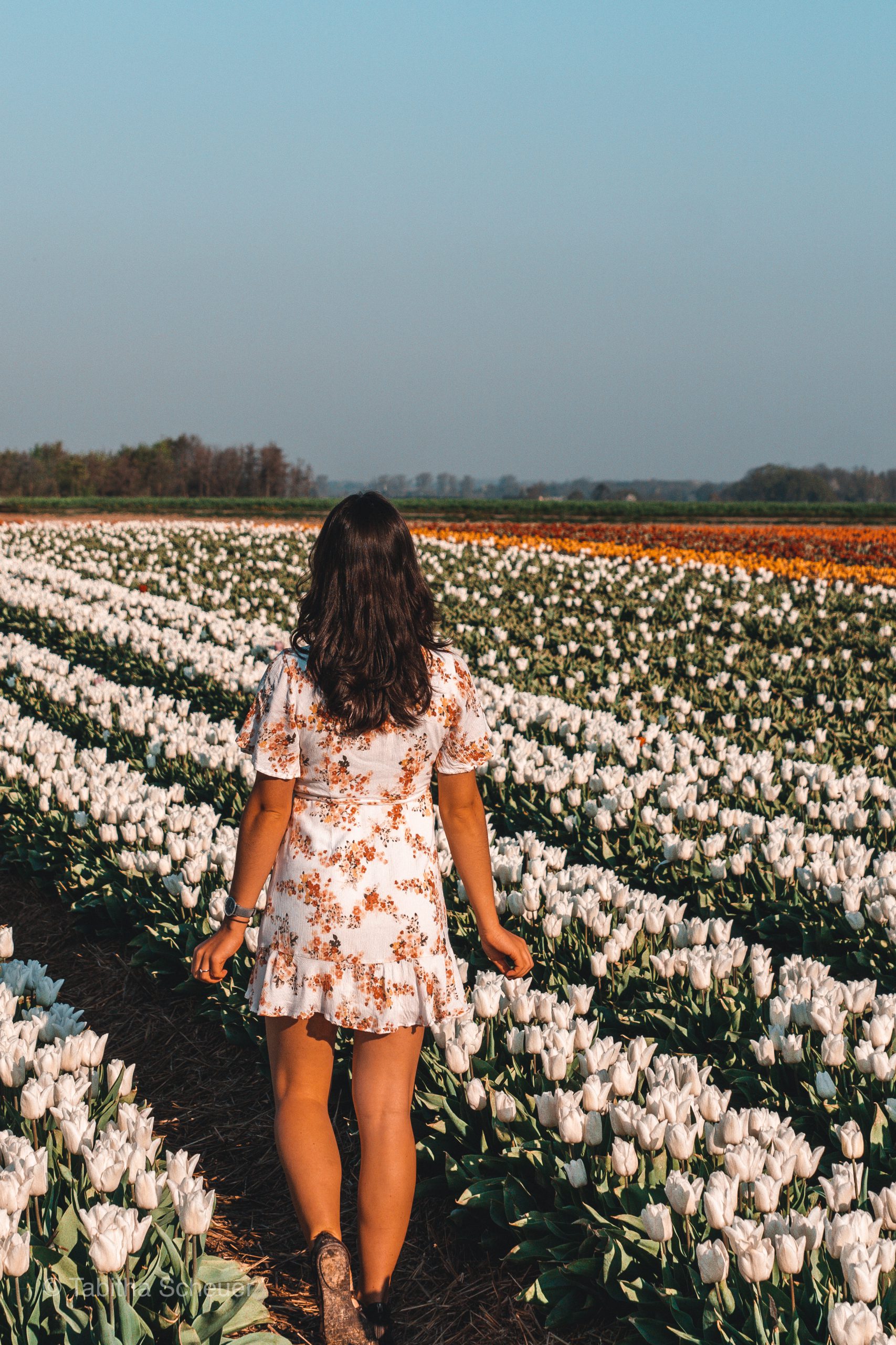 Tulip Fields in Germany: a Day Trip From Cologne - tabithaschr