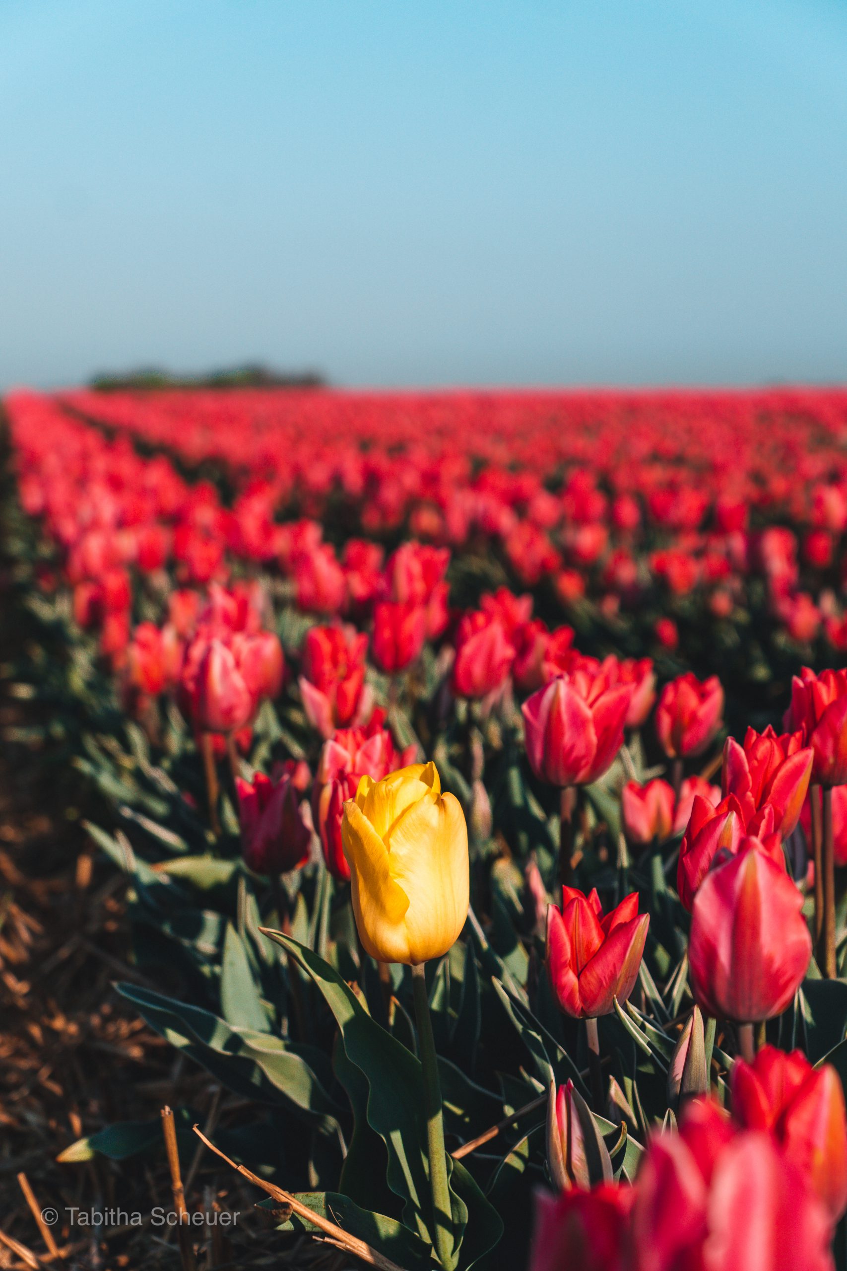 Tulip Fields in Germany: a Day Trip From Cologne - tabithaschr