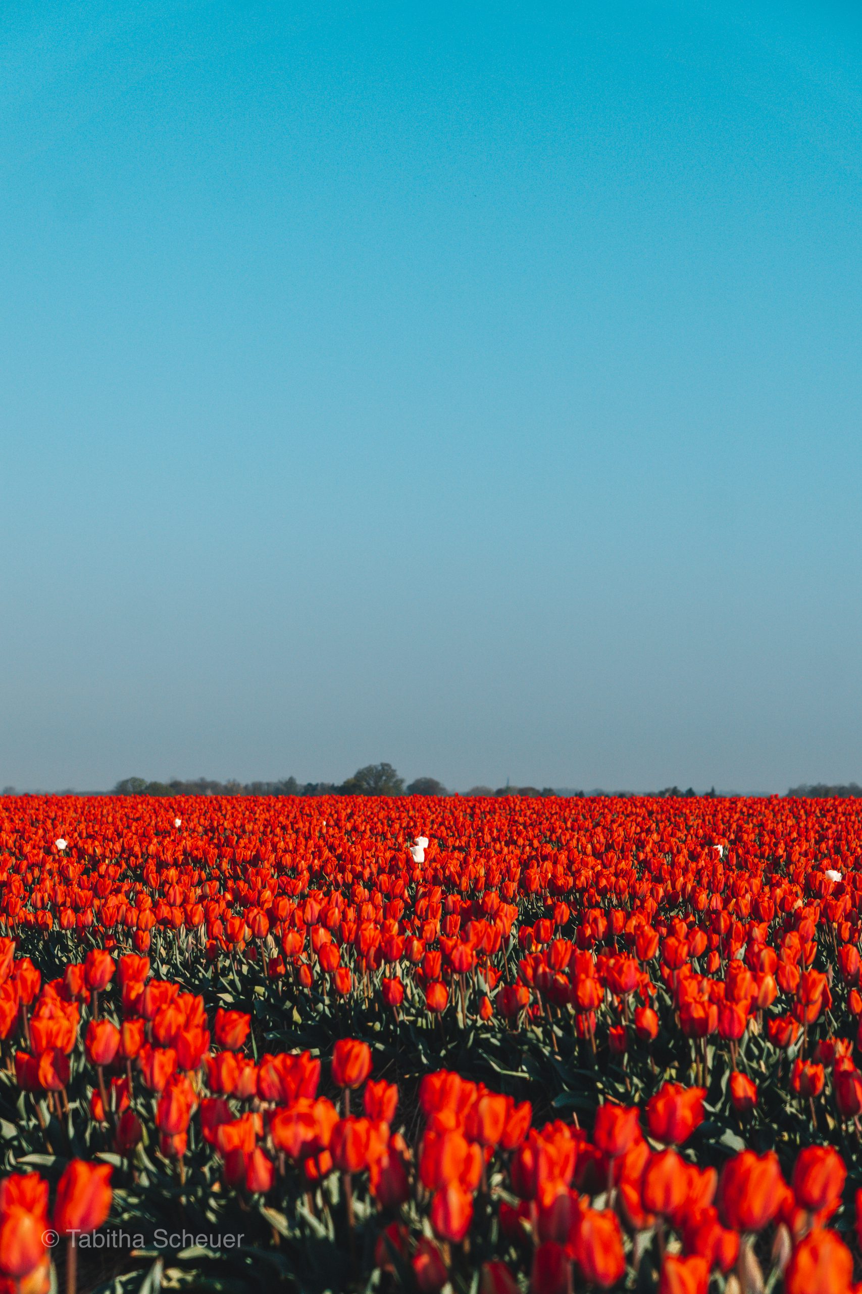 Tulip Fields in Germany: a Day Trip From Cologne - tabithaschr