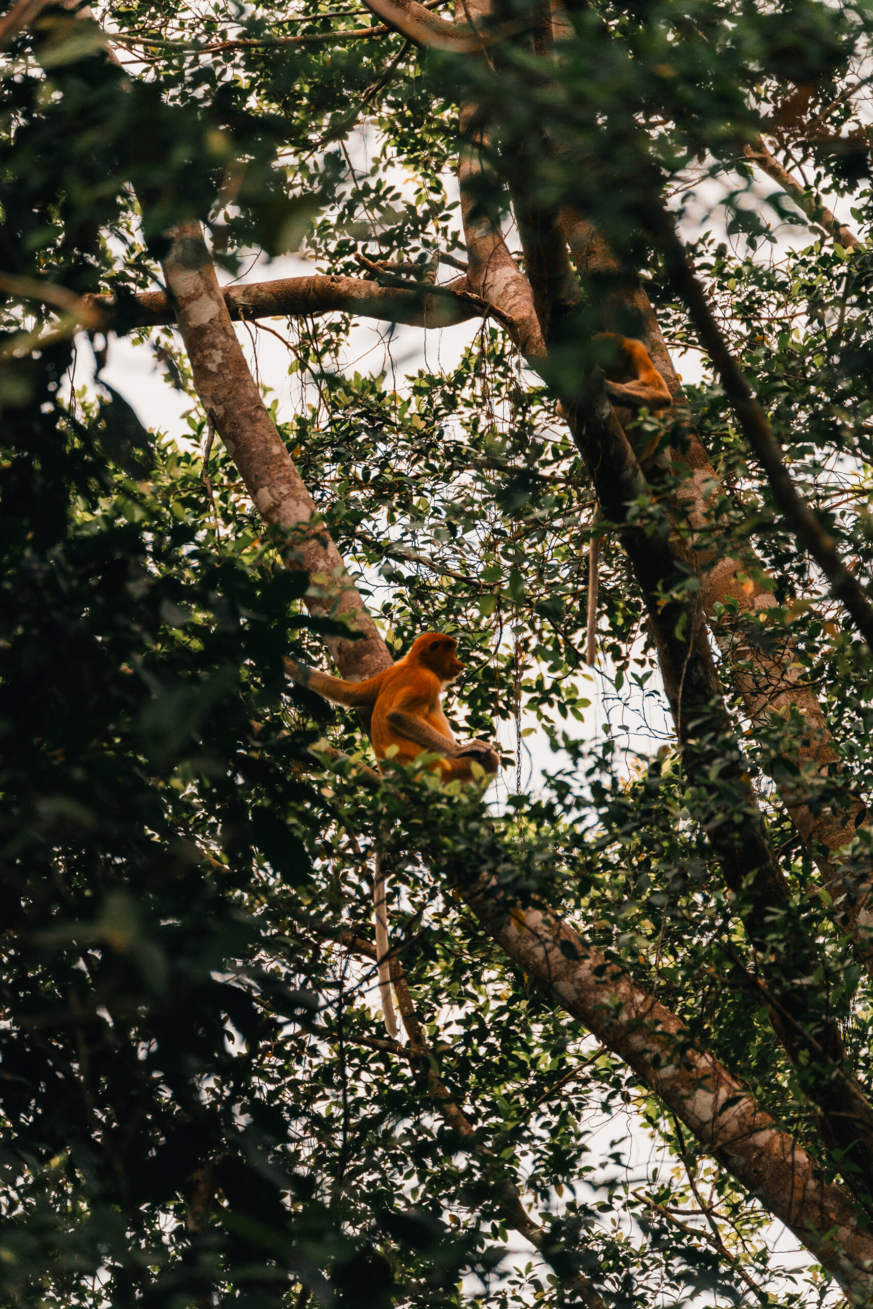 Pure Wildlife in the Kinabatangan Wetlands in Sabah, Borneo - tabithaschr