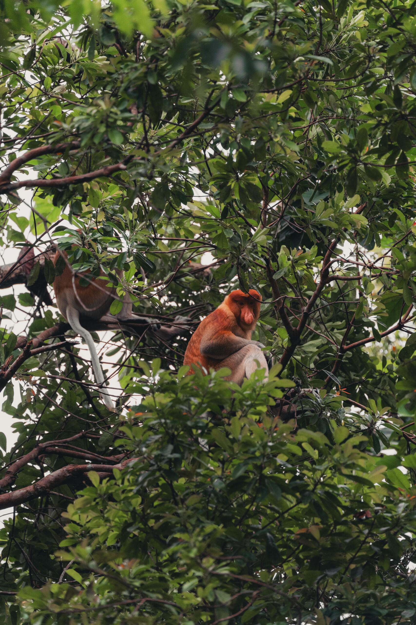 Pure Wildlife in the Kinabatangan Wetlands in Sabah, Borneo - tabithaschr
