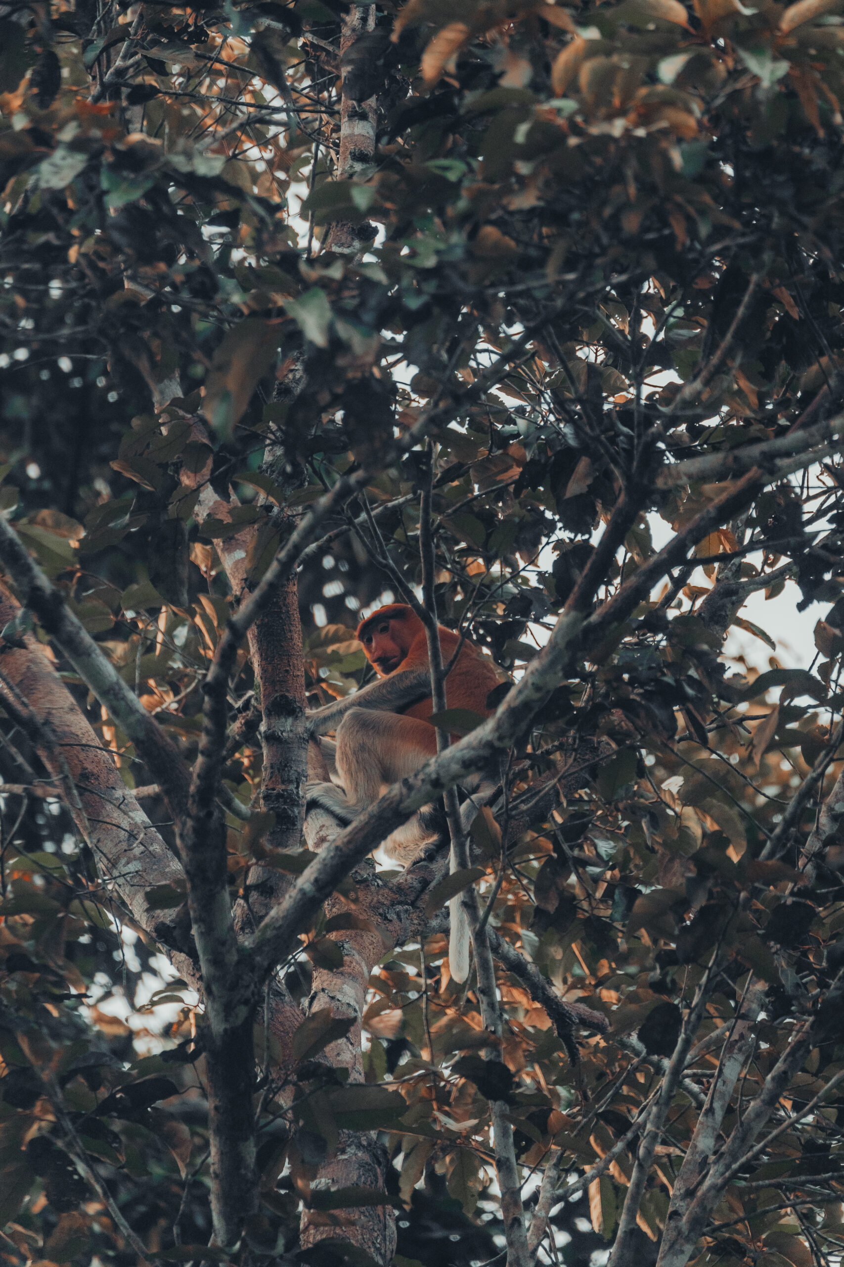 Exploring Paradise: The Top Things to Do in Sabah, Borneo - tabithaschr