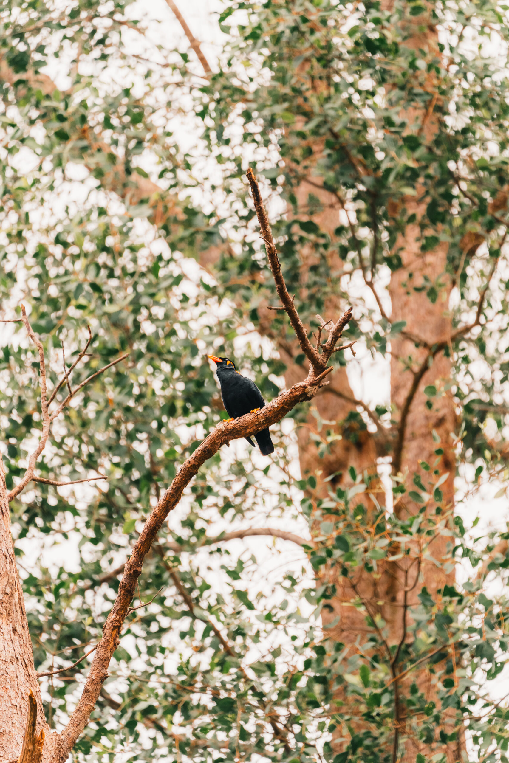 Pure Wildlife in the Kinabatangan Wetlands in Sabah, Borneo - tabithaschr